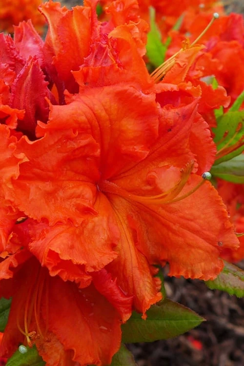 Versatile Gibraltar Azalea (Rhododendron) - 3 Gallon Pot - A Thoughtful ...